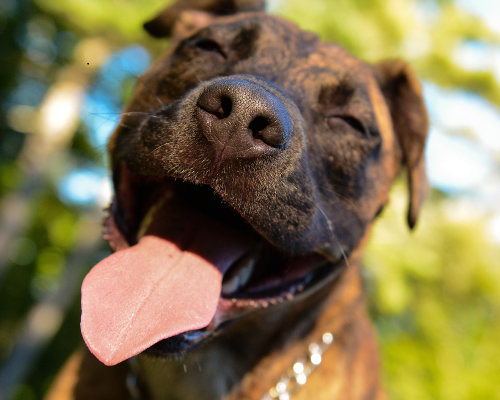 Nutra Pro K9 Canine Suplemento para Perros - Family Pets